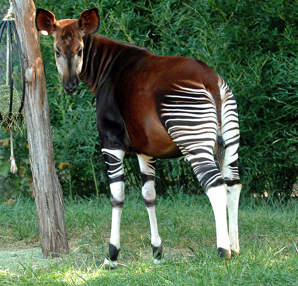 21 More Weird Animals You Didn t Know Exist Bored Panda
