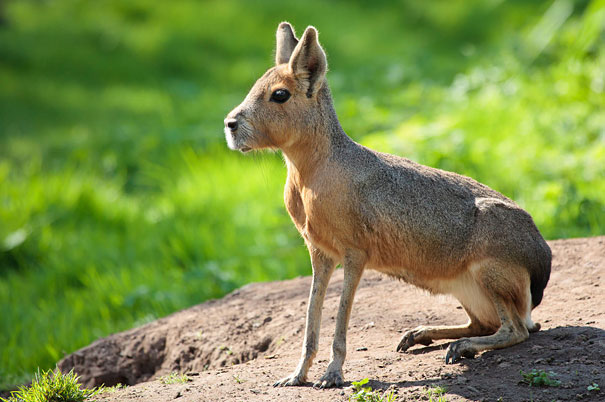22 Unusual Animals You Probably Didn t Know Exist Bored Panda